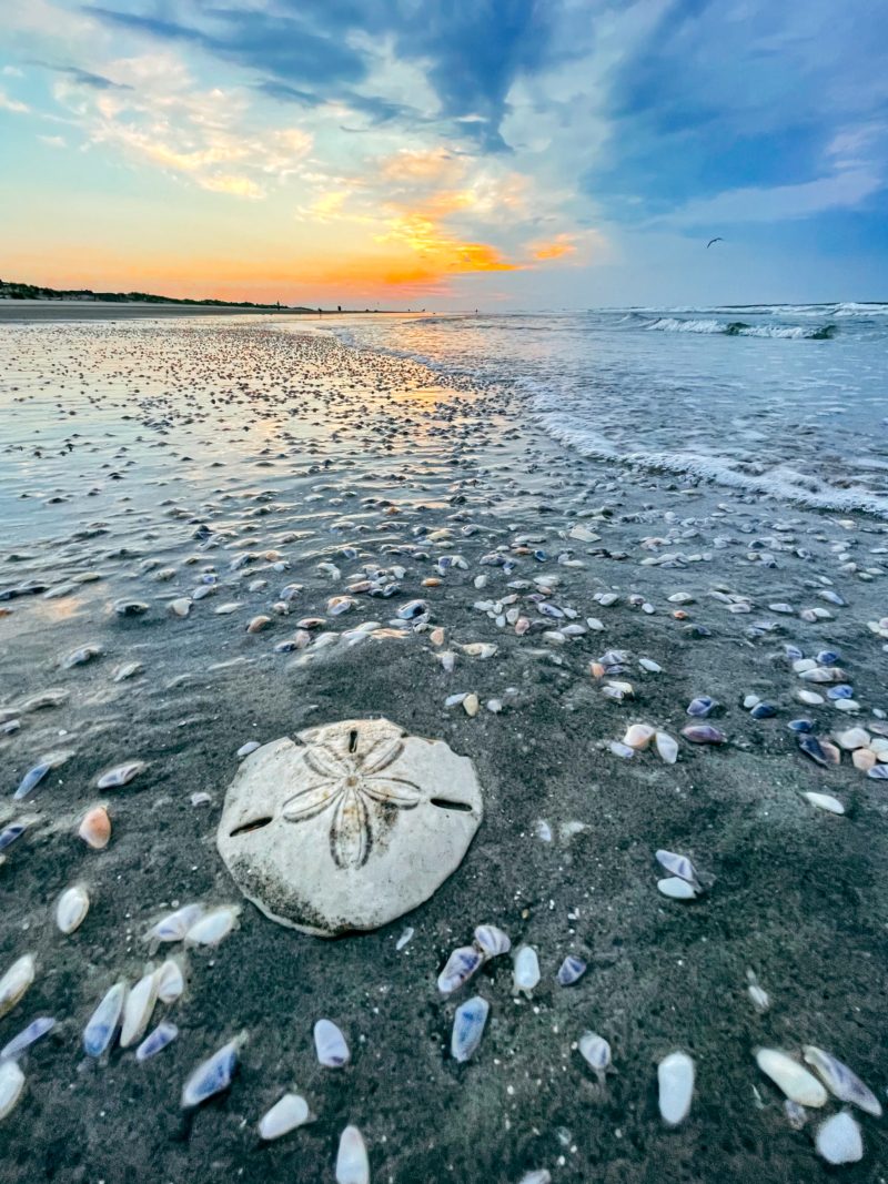 2023 SHPOA Amateur Photo Contest Winners – Stone Harbor Property Owners ...